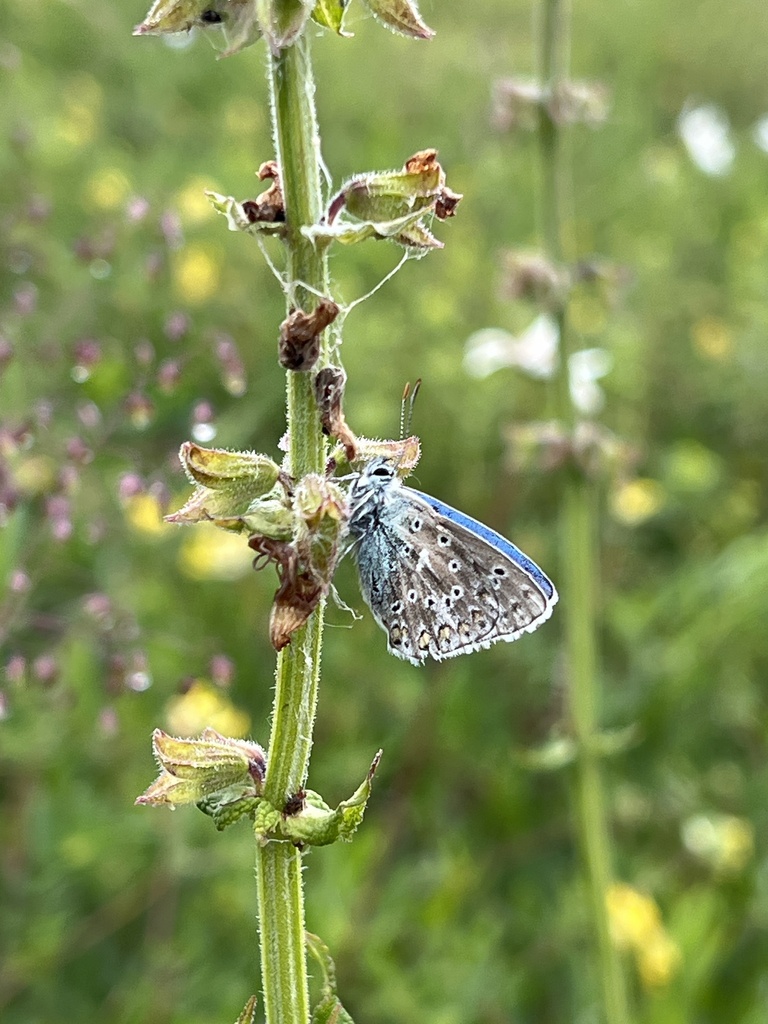 Adonis Blue from Oberding, Bayern, DE on May 31, 2024 at 02:46 PM by ...