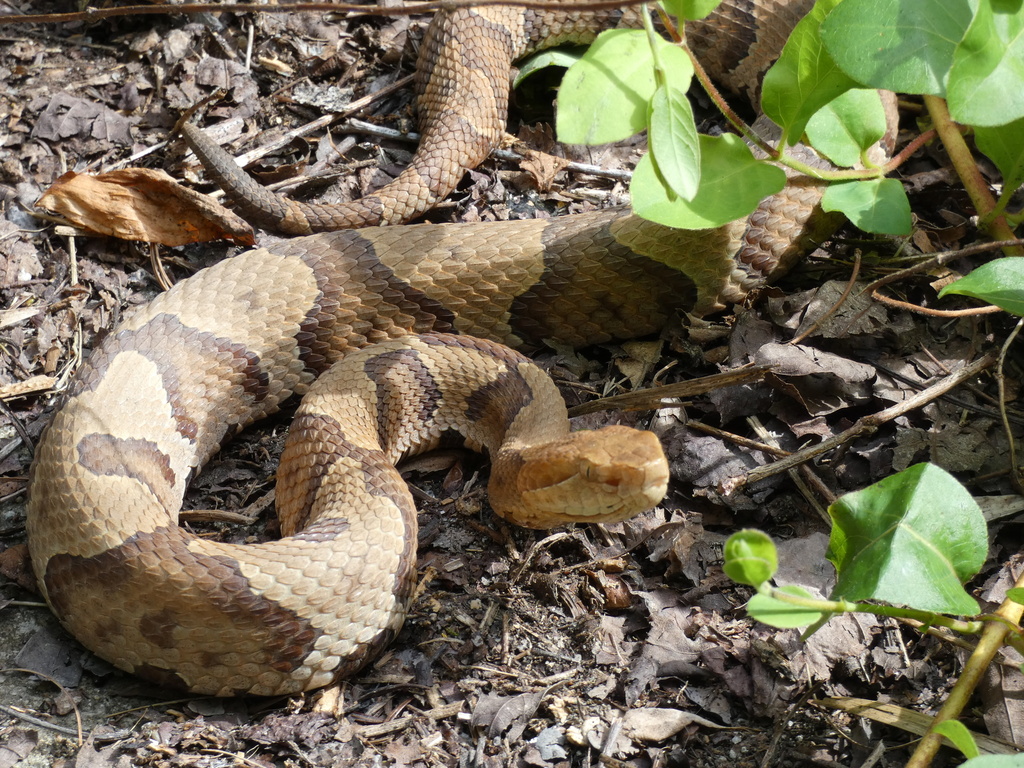 Eastern Copperhead from Civitan Camp Rd, Cleveland, SC, US on May 31 ...