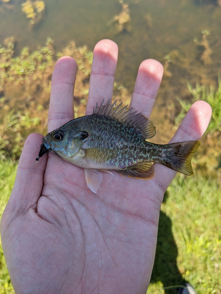 Greengill Sunfish from Centerville, OH, USA on May 31, 2024 at 12:20 PM ...