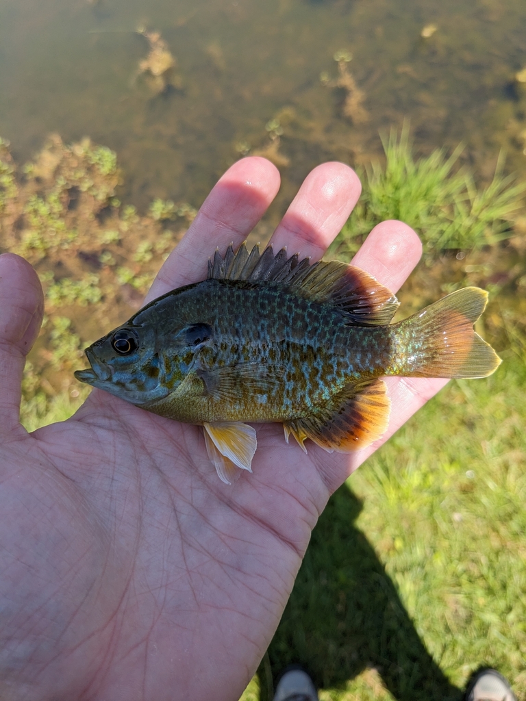 Greengill Sunfish from Centerville, OH, USA on May 31, 2024 at 12:21 PM ...