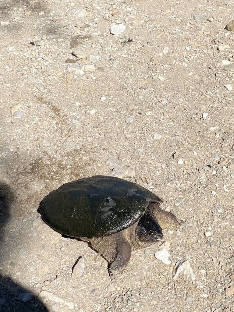 Common Snapping Turtle from Severn, ON, CA on May 30, 2024 at 04:19 PM ...