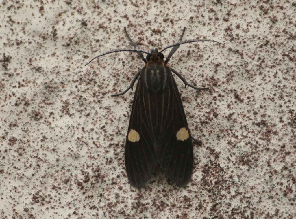 Aclytia heber from Paranapiacaba, Santo André - SP, Brasil on May 21 ...