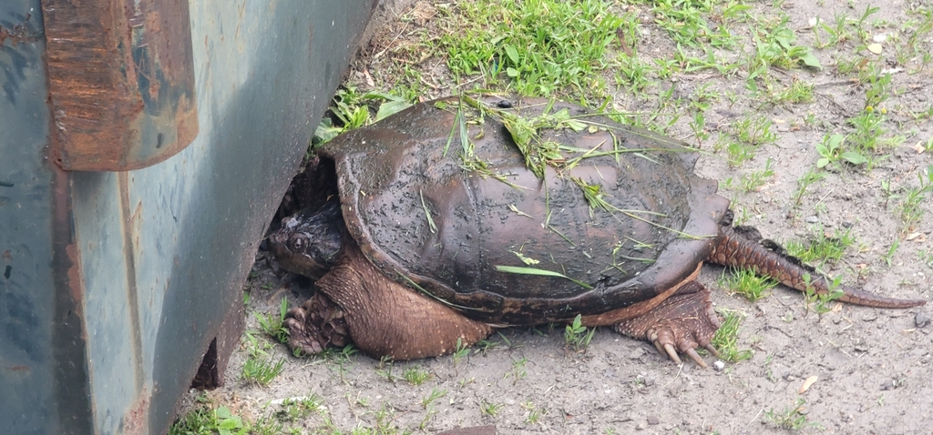 Common Snapping Turtle from Hyde Park, NY 12538, USA on May 27, 2024 at ...