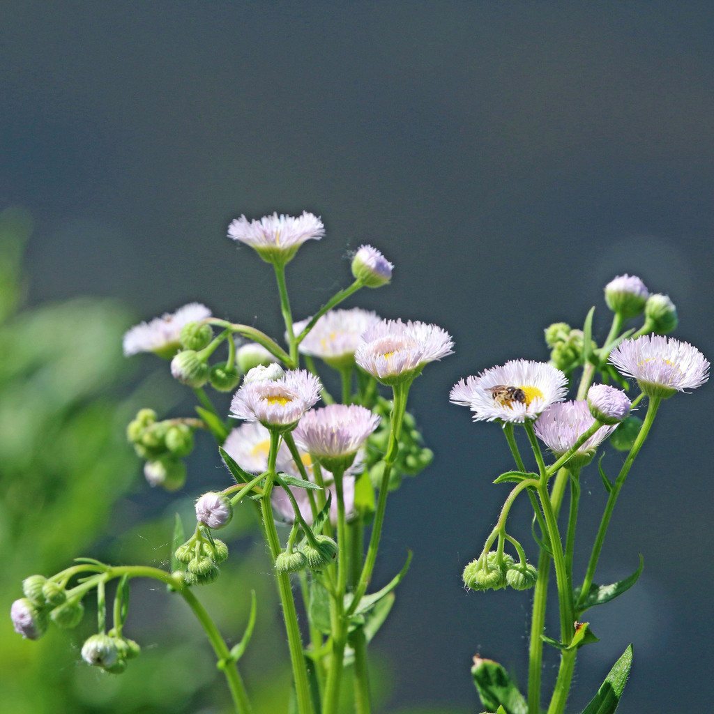 Philadelphia fleabane from Beadie Greenway, Sioux Falls, SD, USA on May ...