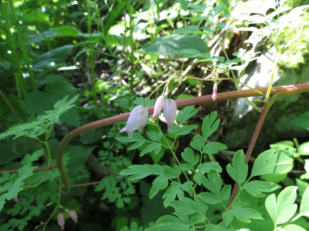 climbing fumitory from Transylvania County, NC, USA on June 01, 2016 at ...