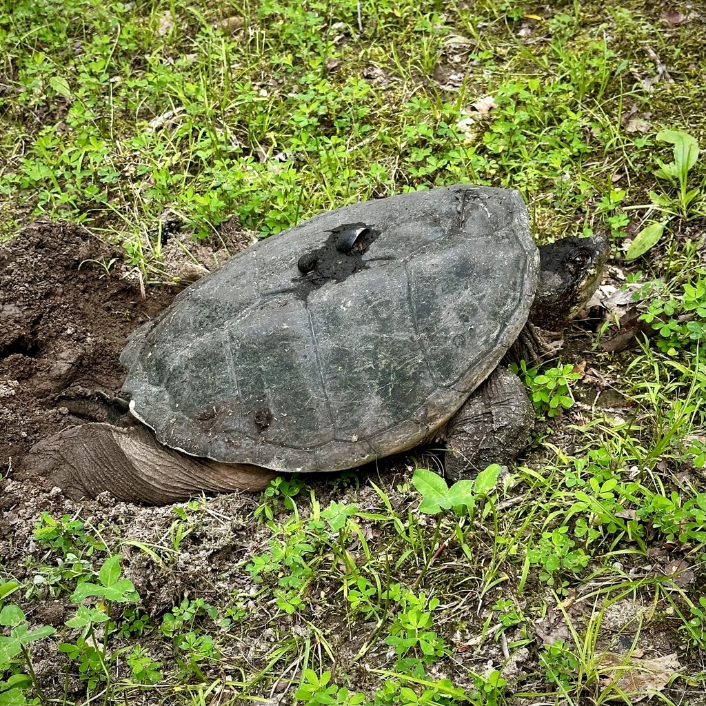 Common Snapping Turtle from SSR-RA, Houston, MO, US on May 31, 2024 at 11:51 AM by Kathryn Zerbe ...