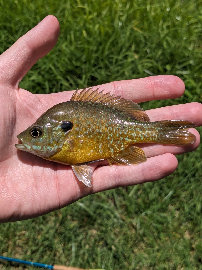 Greengill Sunfish from Centerville, OH, USA on May 31, 2024 at 12:47 PM ...
