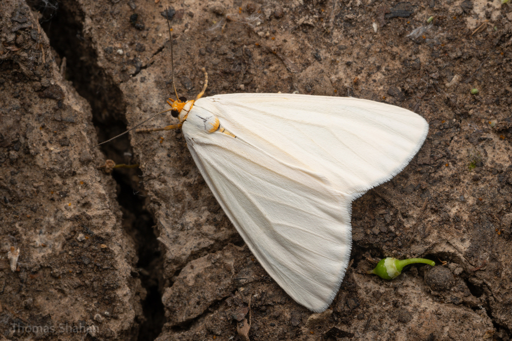 Haploa in May 2024 by Thomas Shahan · iNaturalist
