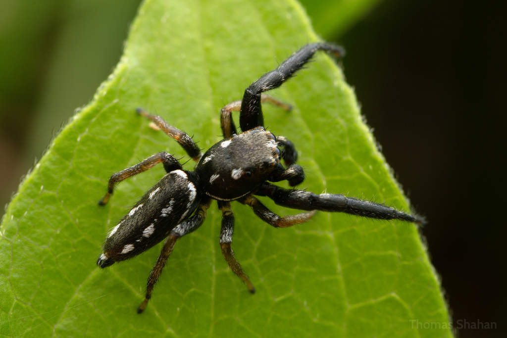 Short-bellied Slender Jumping Spider in May 2024 by Thomas Shahan ...
