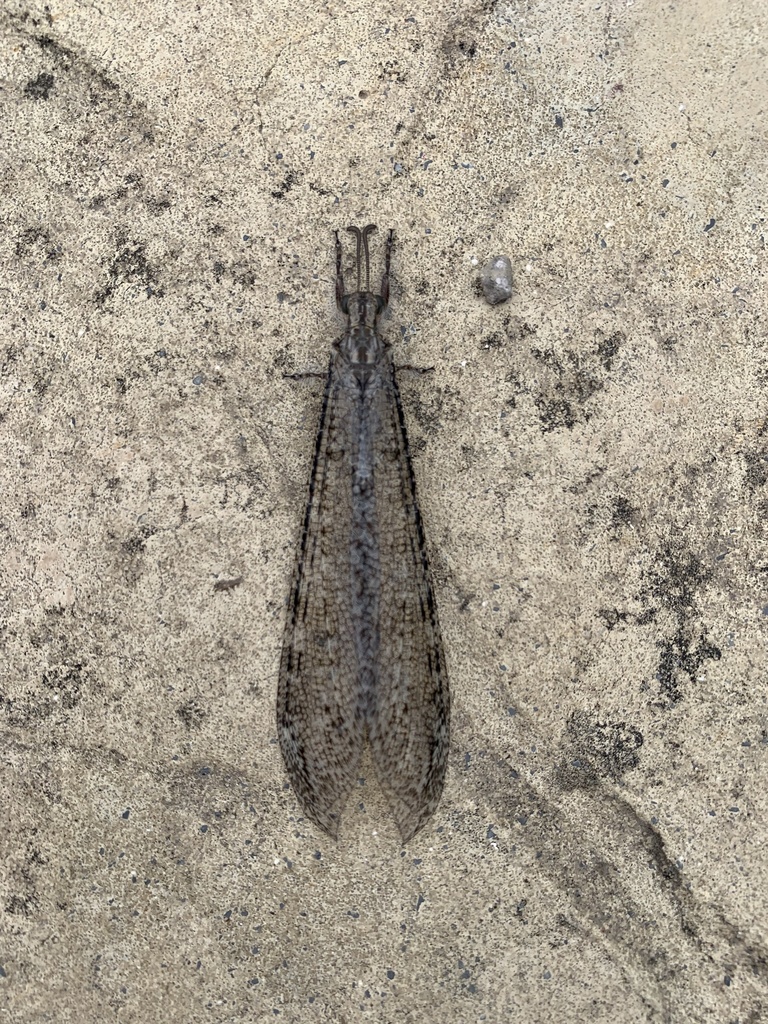 Vella fallax texana from Universidad Autónoma de Nuevo León - Facultad ...