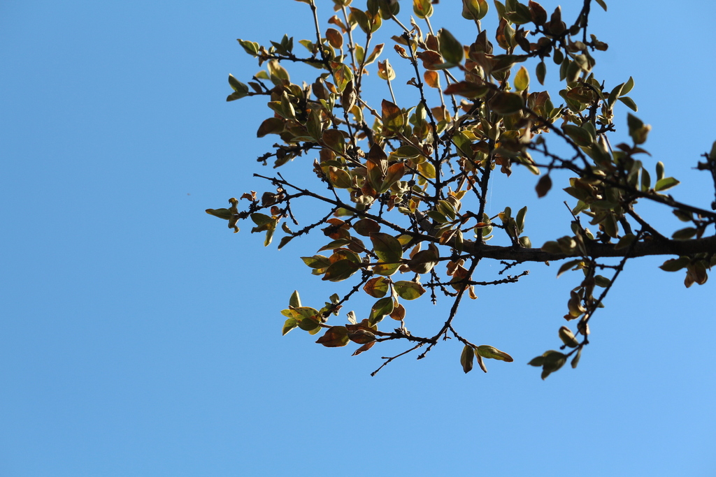 Velvet Bushwillow from Dr Kenneth Kaunda District Municipality, South ...