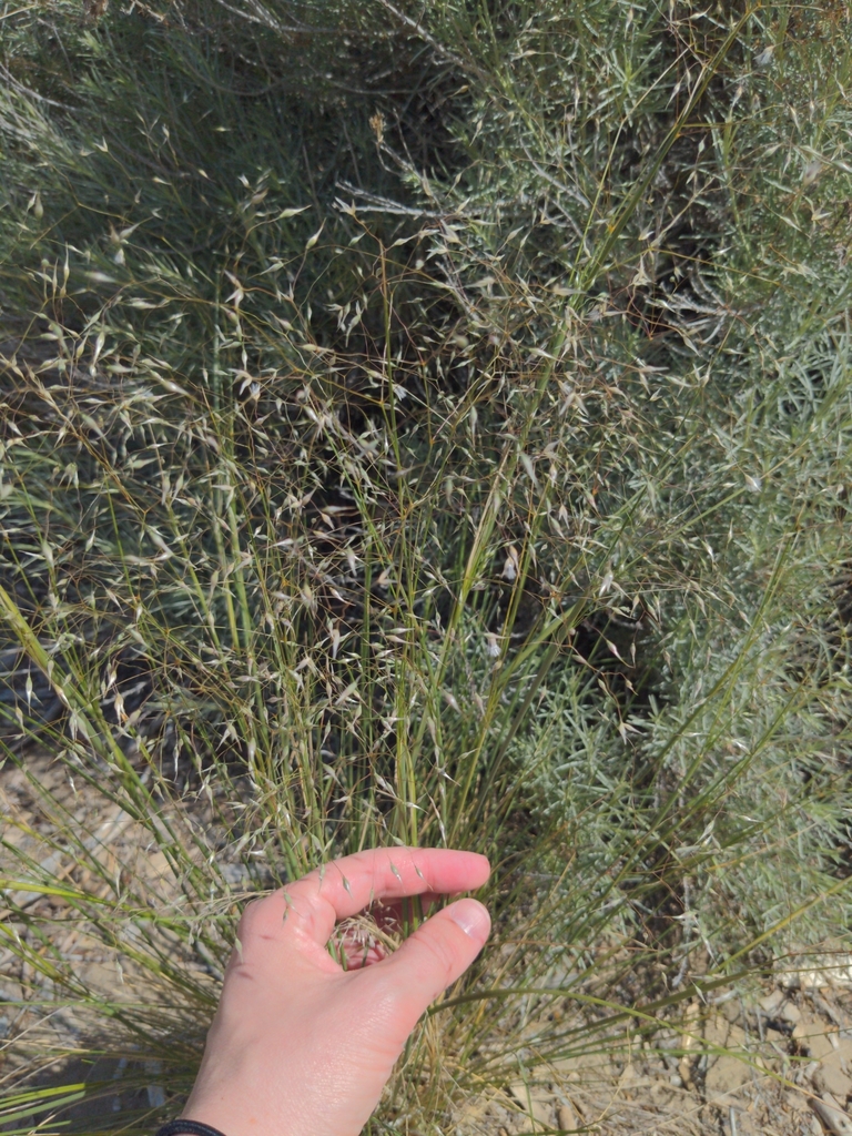 Sand Ricegrass from Sunland Estates, WA 98848, USA on May 31, 2024 at ...