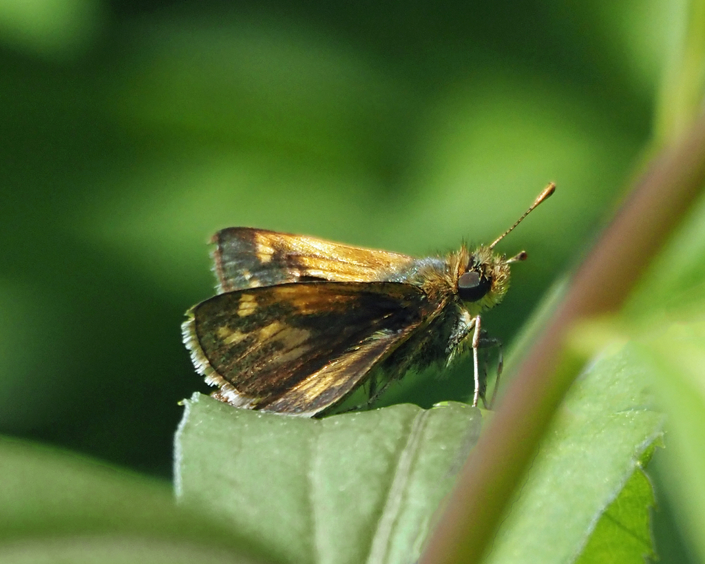 Tawny-edged Skipper from Salem, NH 03079, USA on May 31, 2024 at 01:14 ...