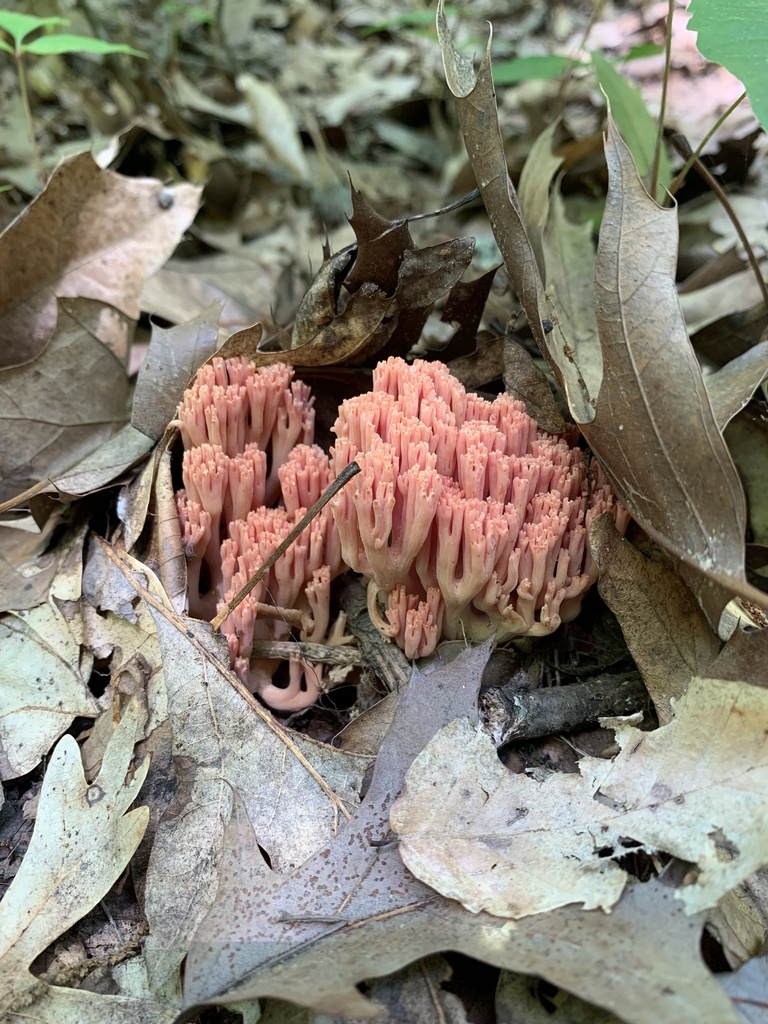 Ramaria subbotrytis from Hoosier National Forest, English, IN, US on ...