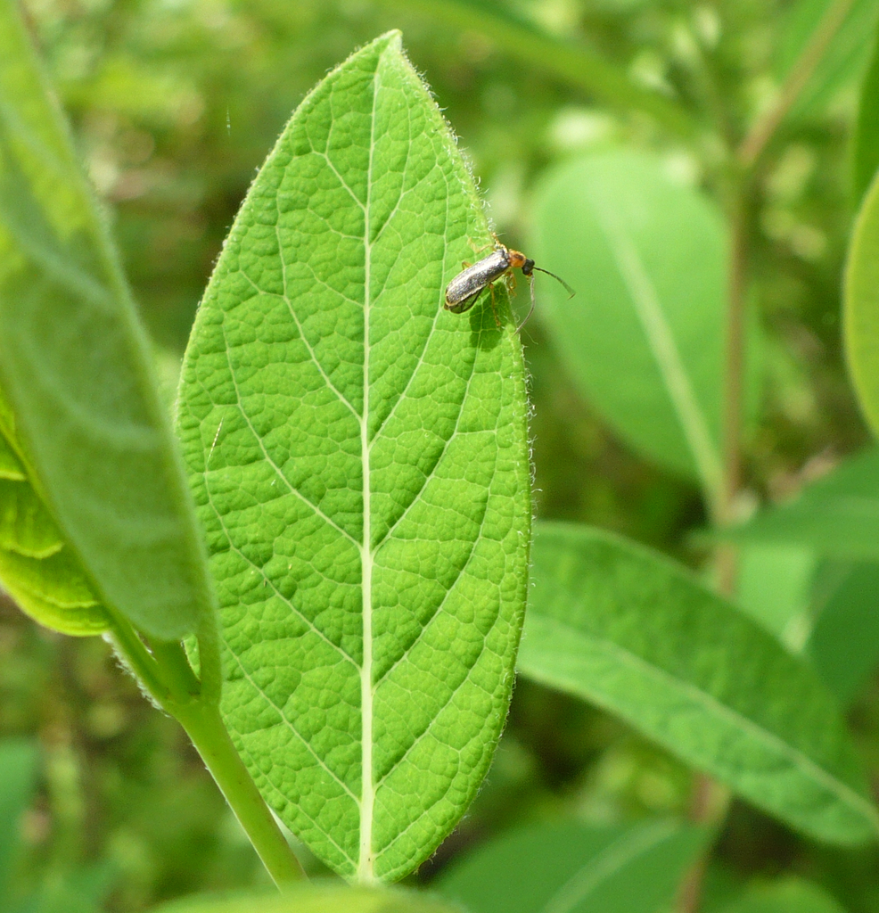 Click, Firefly, and Soldier Beetles from Edgewood, KY, USA on May 31 ...