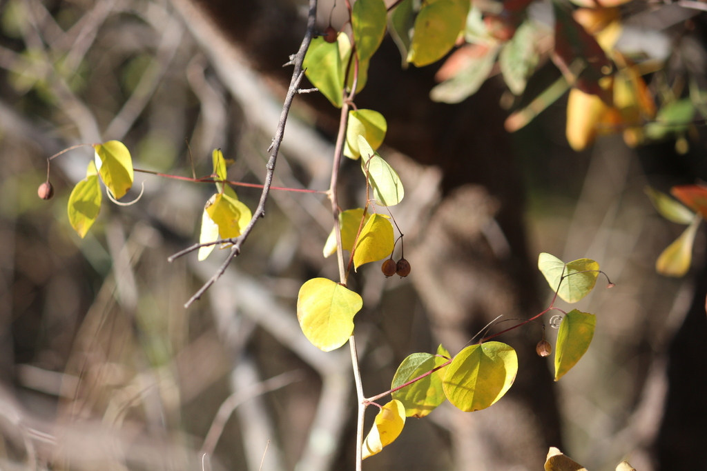 Soap Bush from Dr Kenneth Kaunda District Municipality, South Africa on ...
