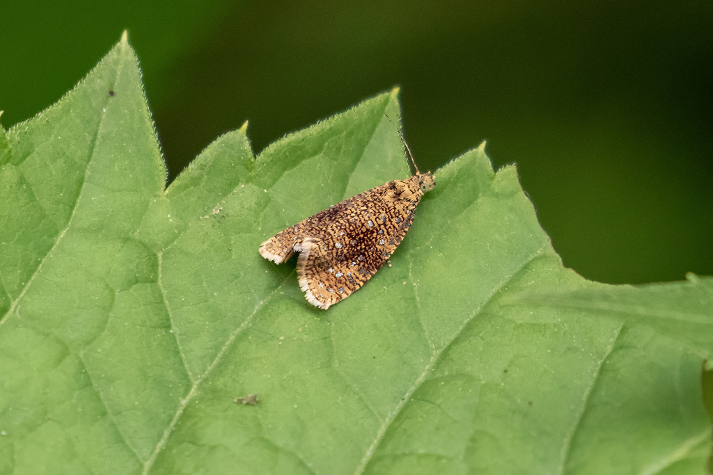 Four-dotted Agonopterix Moth from La Crosse County, WI, USA on May 31 ...