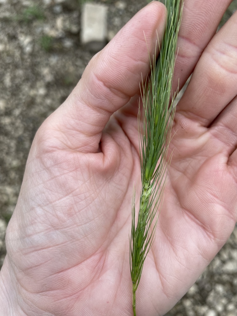 hairy wild rye from Hughes Mountain Rd, Winslow, AR, US on May 31, 2024 ...