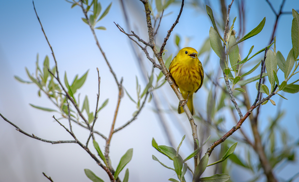 Northern Yellow Warbler from Spokane County, WA, USA on May 24, 2024 at ...