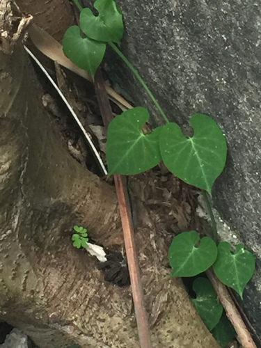 Cynanchum rensonii · iNaturalist