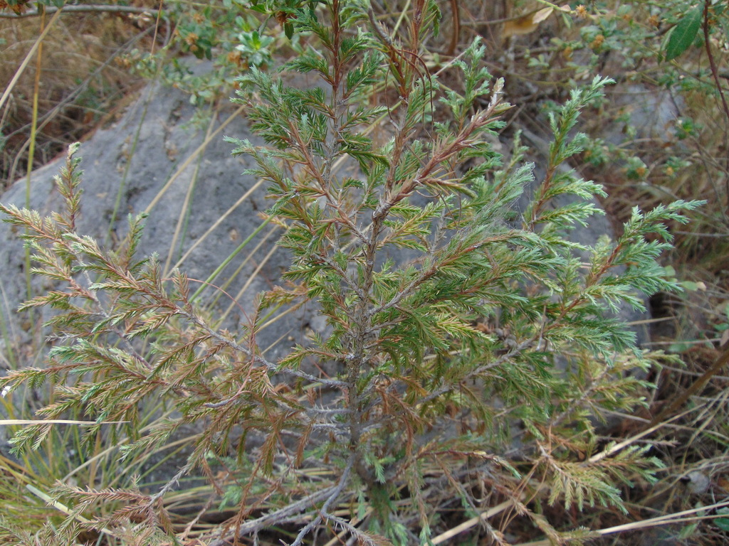 cedar of Goa from WHC ZAC on May 29, 2024 at 09:58 AM by manuel_1994 ...