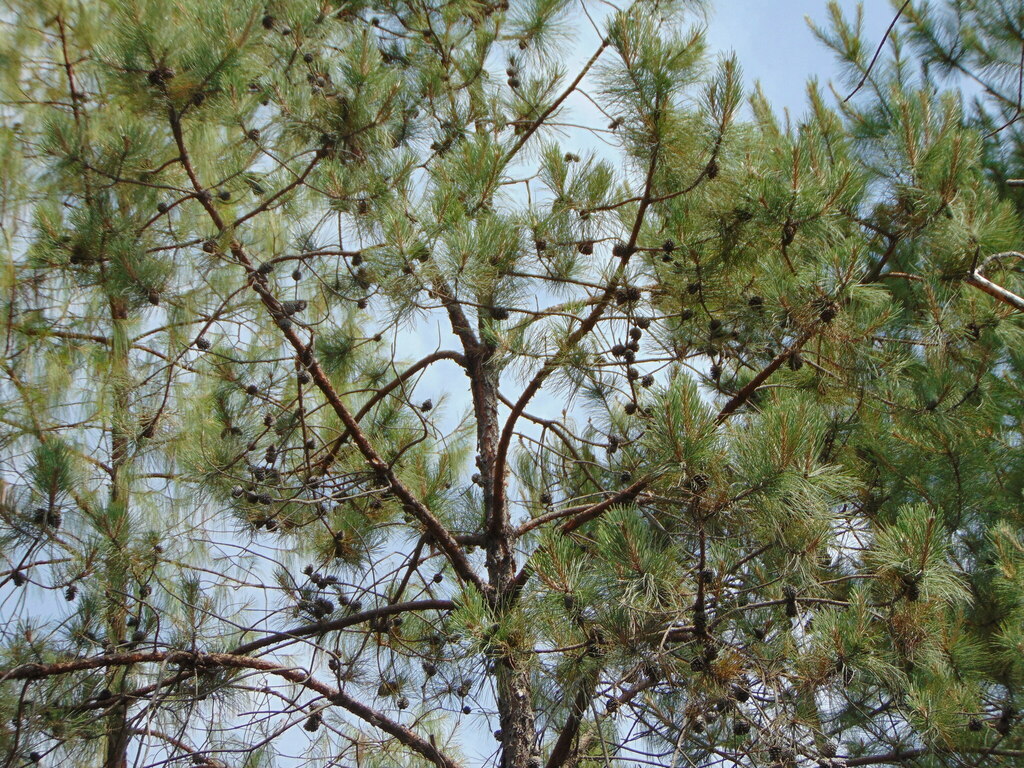 Teocote pine from WHC ZAC on May 29, 2024 at 10:15 AM by manuel_1994 ...