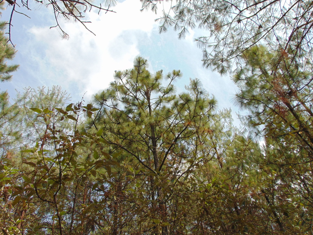 Pino prieto desde WHC ZAC el 29 de mayo de 2024 a las 10:25 AM de ...