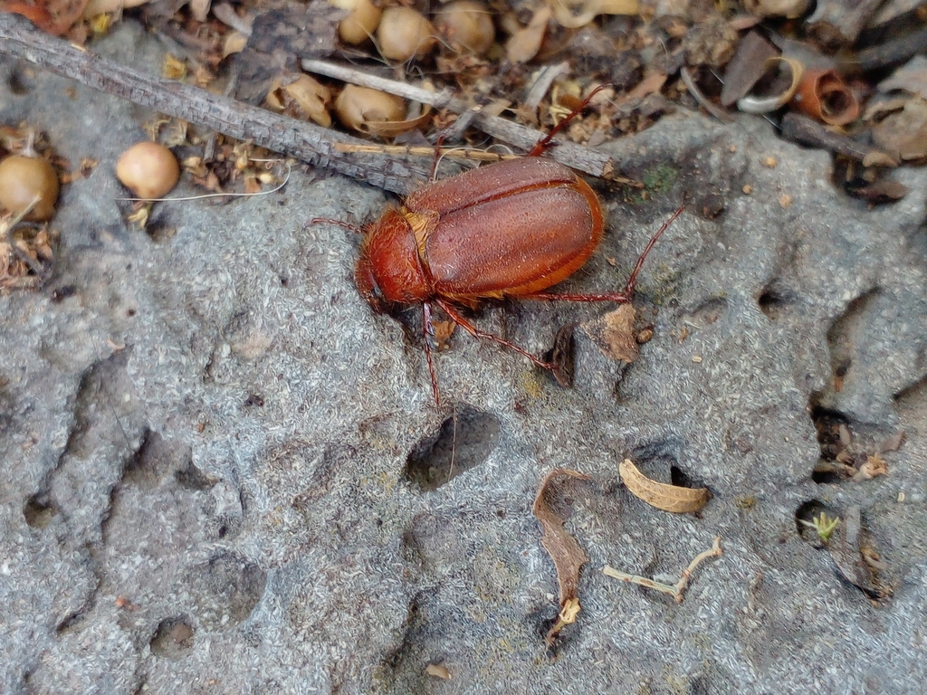 Mayate de Mayo desde Tezontepec de Aldama el 31 de mayo de 2024 a las ...
