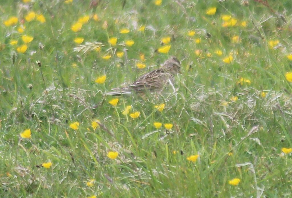 Eurasian Skylark from Stackpole Head, Pembrokeshire, UK on May 31, 2024 ...