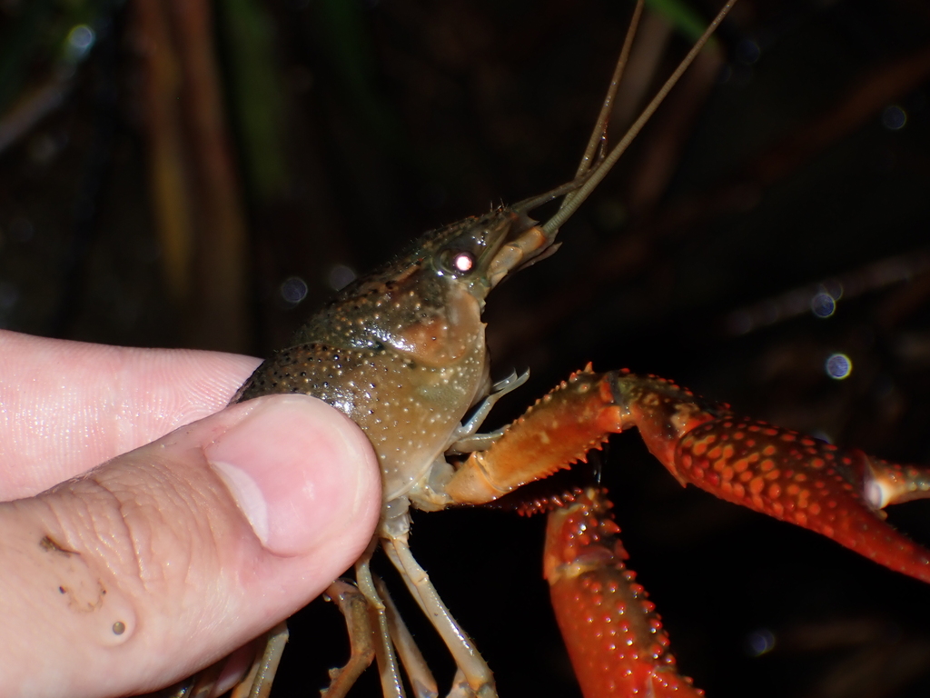 Red Swamp Crayfish in May 2024 by rainbowlkc · iNaturalist
