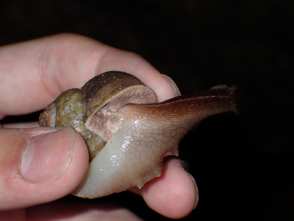 Acusta ravida in May 2024 by rainbowlkc · iNaturalist