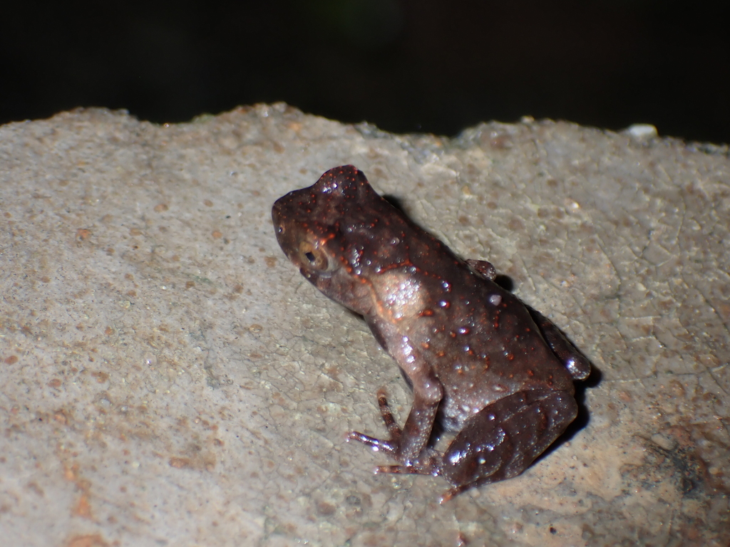Pale-shouldered Horned Toad in May 2024 by rainbowlkc · iNaturalist