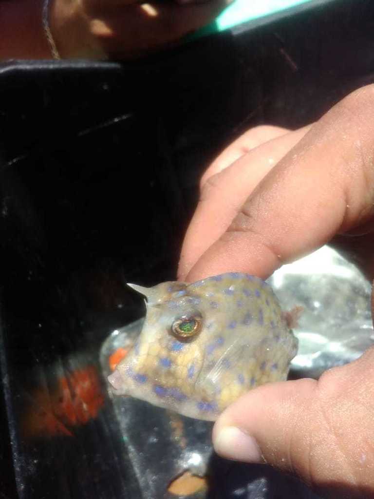 Scrawled Cowfish from Carmen, Camp., México on June 28, 2017 at 01:17 ...