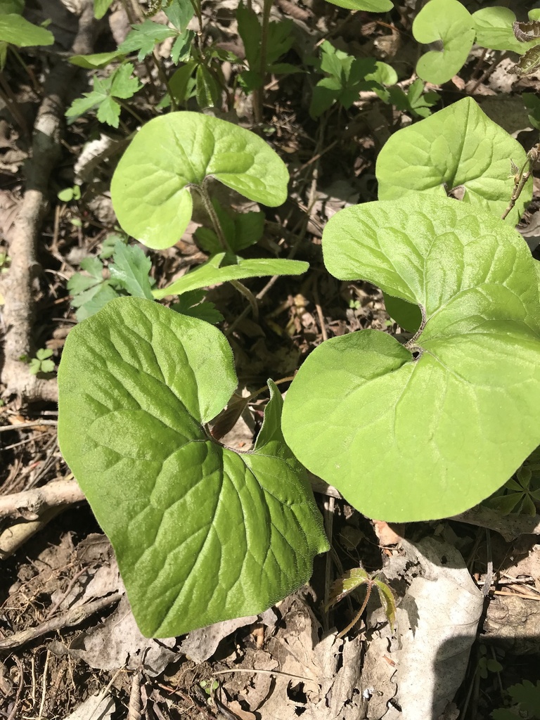 Canadian wild ginger from S County Road 825 E, Upland, IN, US on May 8 ...