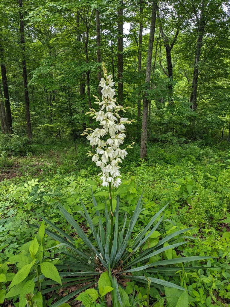 Weak-leaf Yucca from Daniel Boone National Forest, Whitley City, KY, US ...