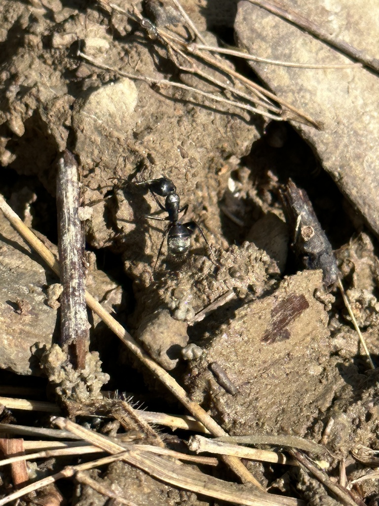 Eastern Black Carpenter Ant from Lambertville, NJ, US on May 31, 2024 ...