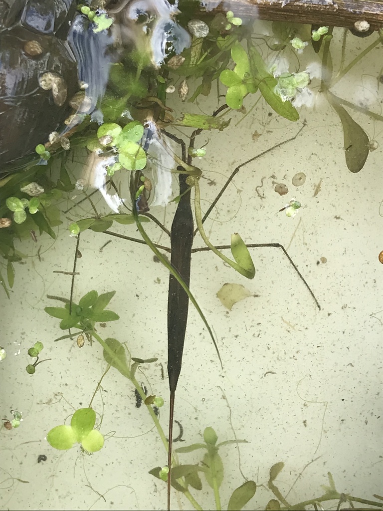 Water Stick Insect from Summerclose Drove, Bridgwater, England, GB on ...