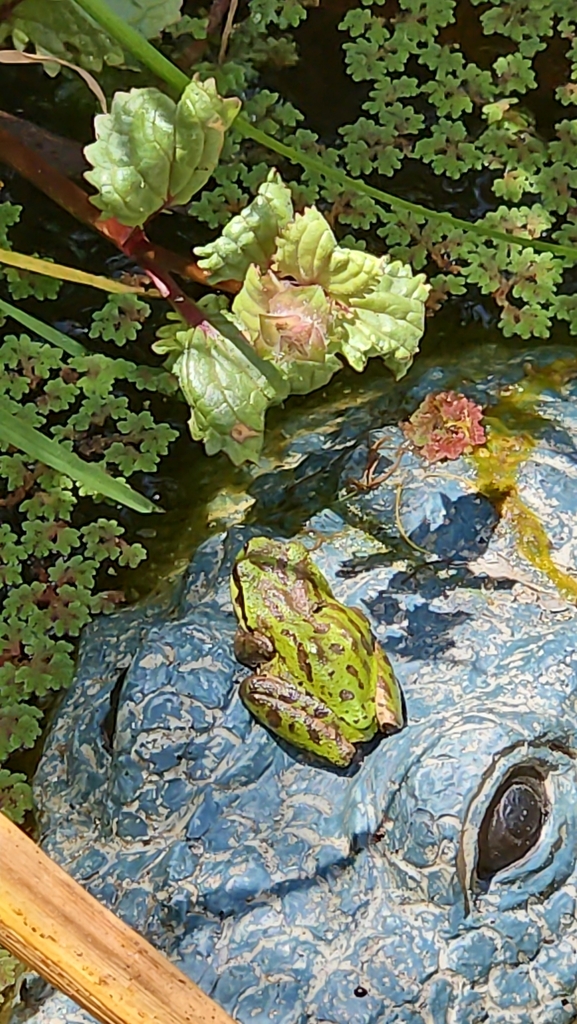 Pacific chorus frog from Eureka on May 31, 2024 at 12:37 PM by khodok ...