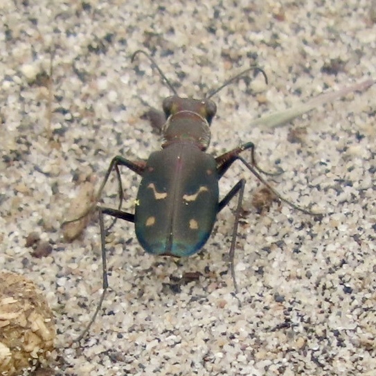Wetsalts Tiger Beetle from Tijuana Slough National Wildlife Refuge ...