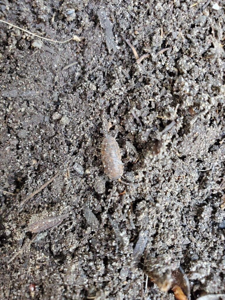 Rathke's Woodlouse from 3104 Keating Ct, Burnsville, MN 55337, USA on ...