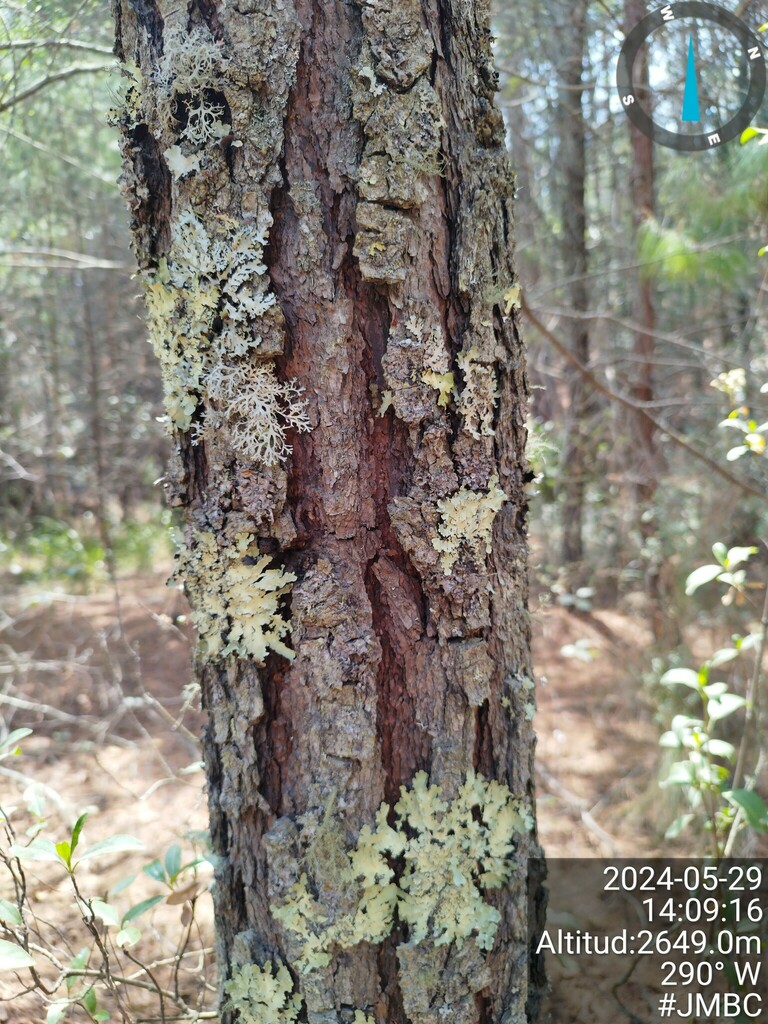 Pino prieto desde Zacatlán, Pue., México el 29 de mayo de 2024 a las 02 ...
