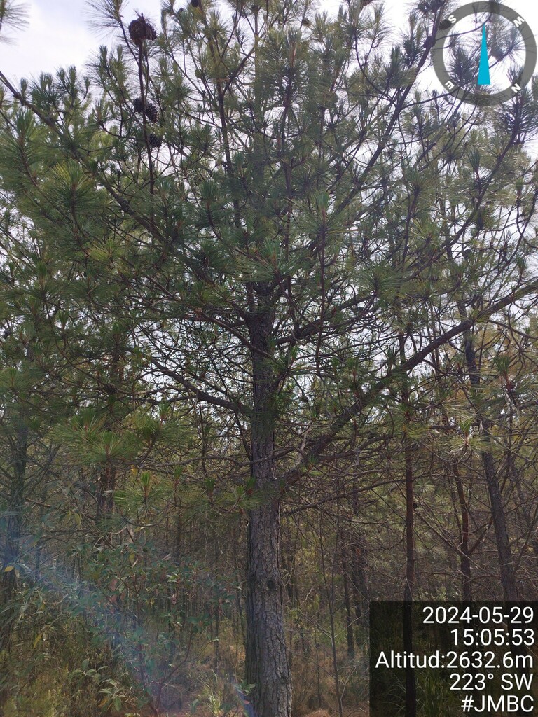 smooth-bark Mexican pine from Zacatlán, Pue., México on May 29, 2024 at ...