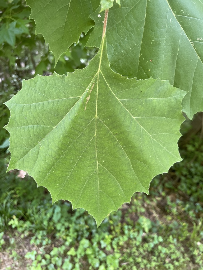 American sycamore from Atlanta, GA, US on May 31, 2024 at 04:05 PM by ...