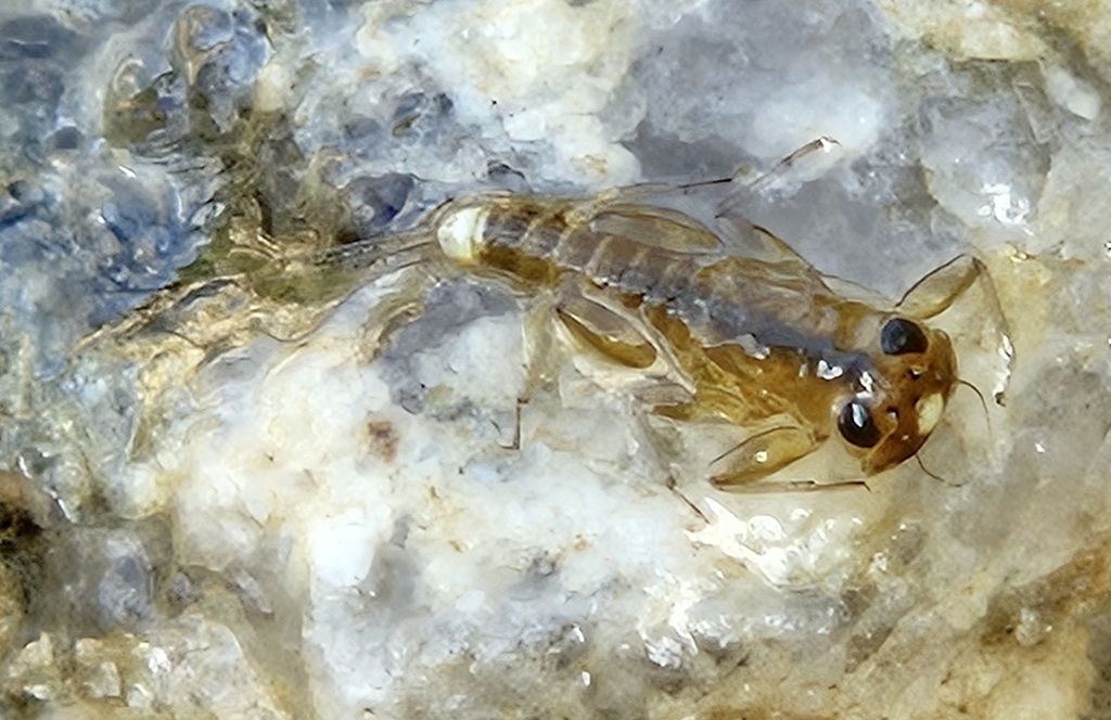 Stream Mayflies from Estes Park, CO 80517, USA on May 31, 2024 at 08:20 ...