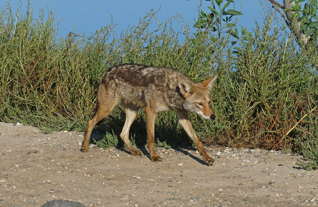 Coyote from Bolsa Chica Ecological Reserve, Orange County, CA, USA on ...