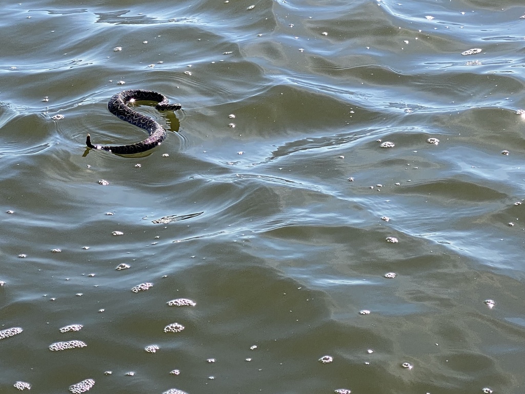 Eastern Diamondback Rattlesnake from Wassaw Creek, Savannah, GA, US on ...
