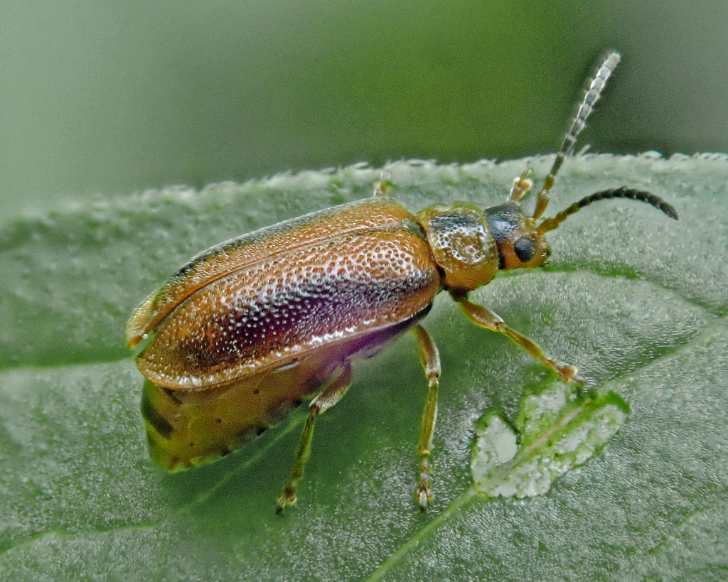 Black-margined Loosestrife Beetle from Salem, NH 03079, USA on May 30 ...