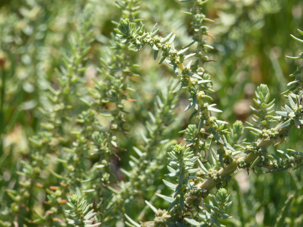 Woolly Seablite from Mission Bay, San Diego, CA, USA on May 31, 2024 at ...
