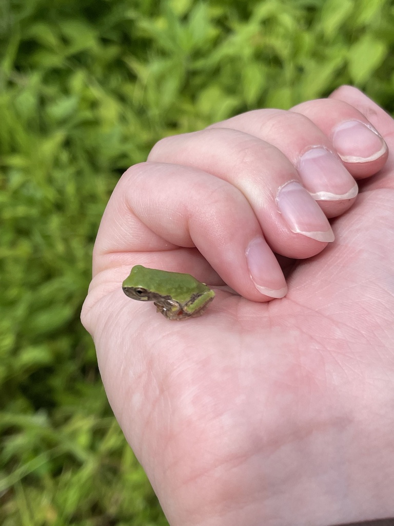Gray Treefrog Species Complex from Tishomingo National Wildlife Refuge ...