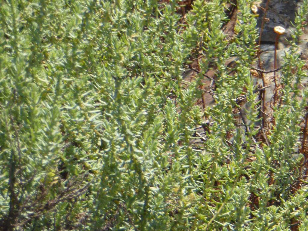 Woolly Seablite from Mission Bay, San Diego, CA, USA on May 31, 2024 at ...